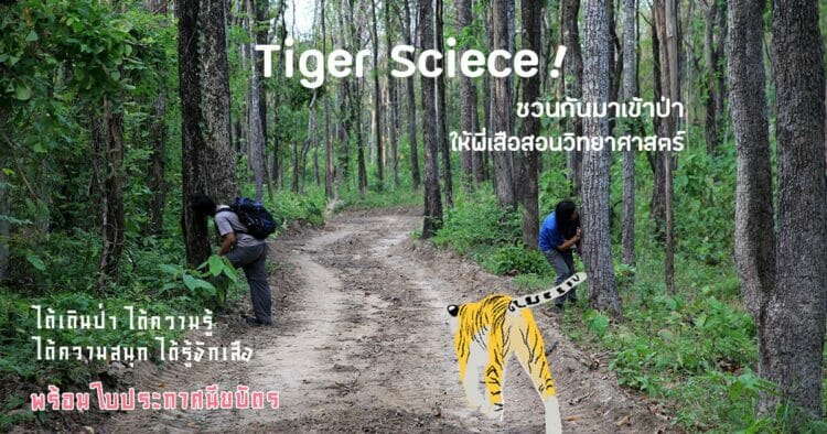 เสือศาสตร์ - Tiger Science 101 - CAMPHUB
