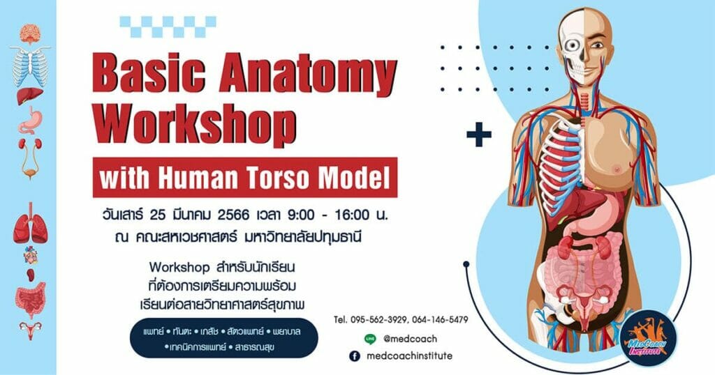 Basic Anatomy Workshop with Human Torso Model - CAMPHUB