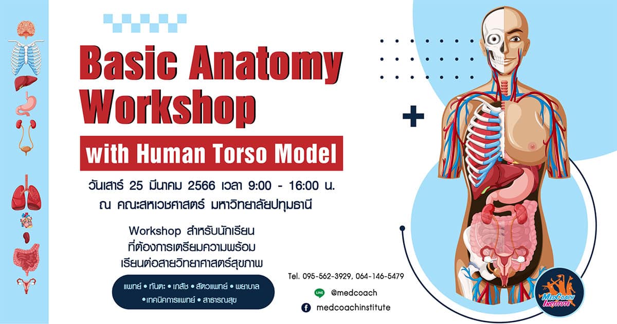 Basic Anatomy Workshop with Human Torso Model - CAMPHUB