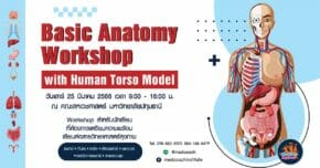 Basic Anatomy Workshop with Human Torso Model - CAMPHUB