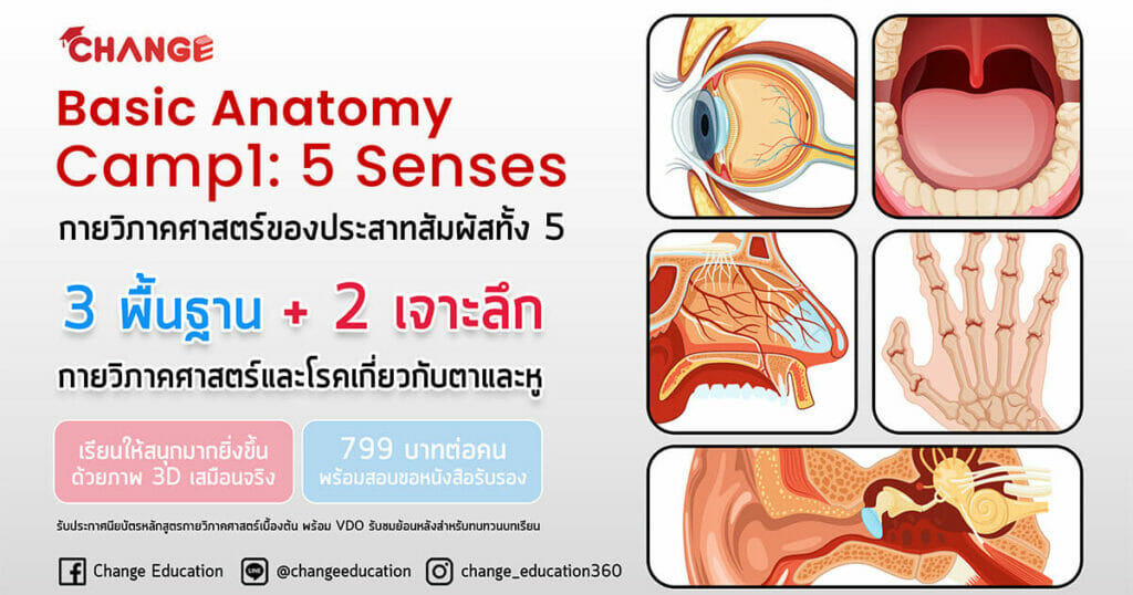 Basic Anatomy Camp1: 5 Senses กายวิภาคศาสตร์เบื้องต้น ค่าย 1 - CAMPHUB
