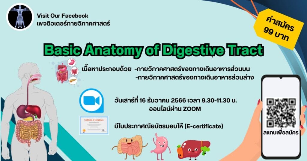 Basic Anatomy of Digestive tract - CAMPHUB