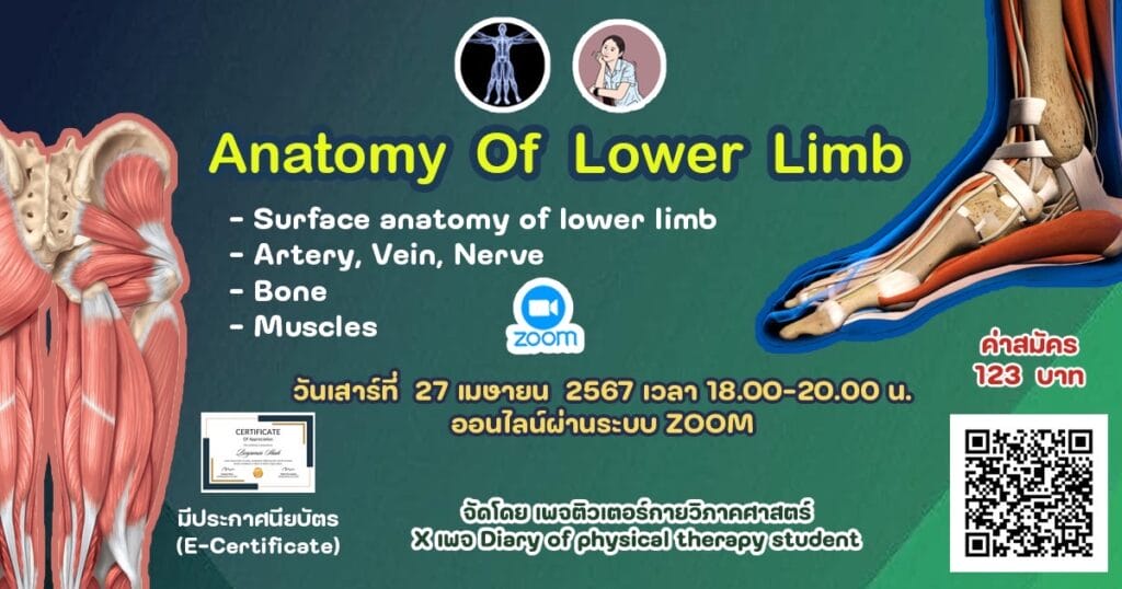 Anatomy of Lower limb - CAMPHUB