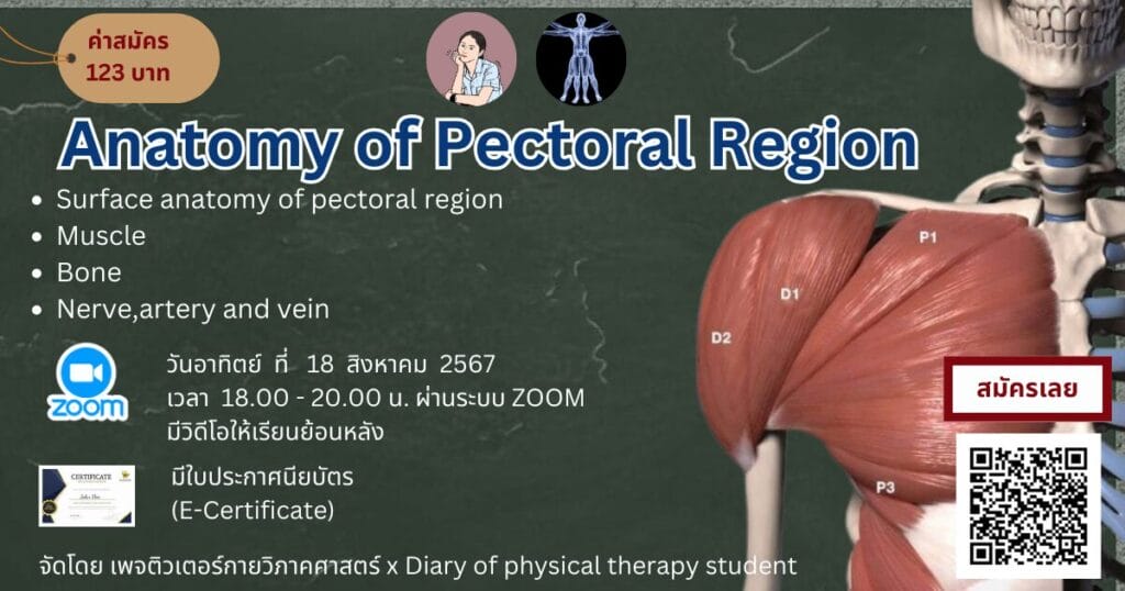 กายวิภาคศาสตร์บริเวณหน้าอก (Anatomy of Pectoral Region) - CAMPHUB